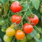 Tomato Cherry Lizzano F1 | Tomato | Premier Seeds Direct ltd