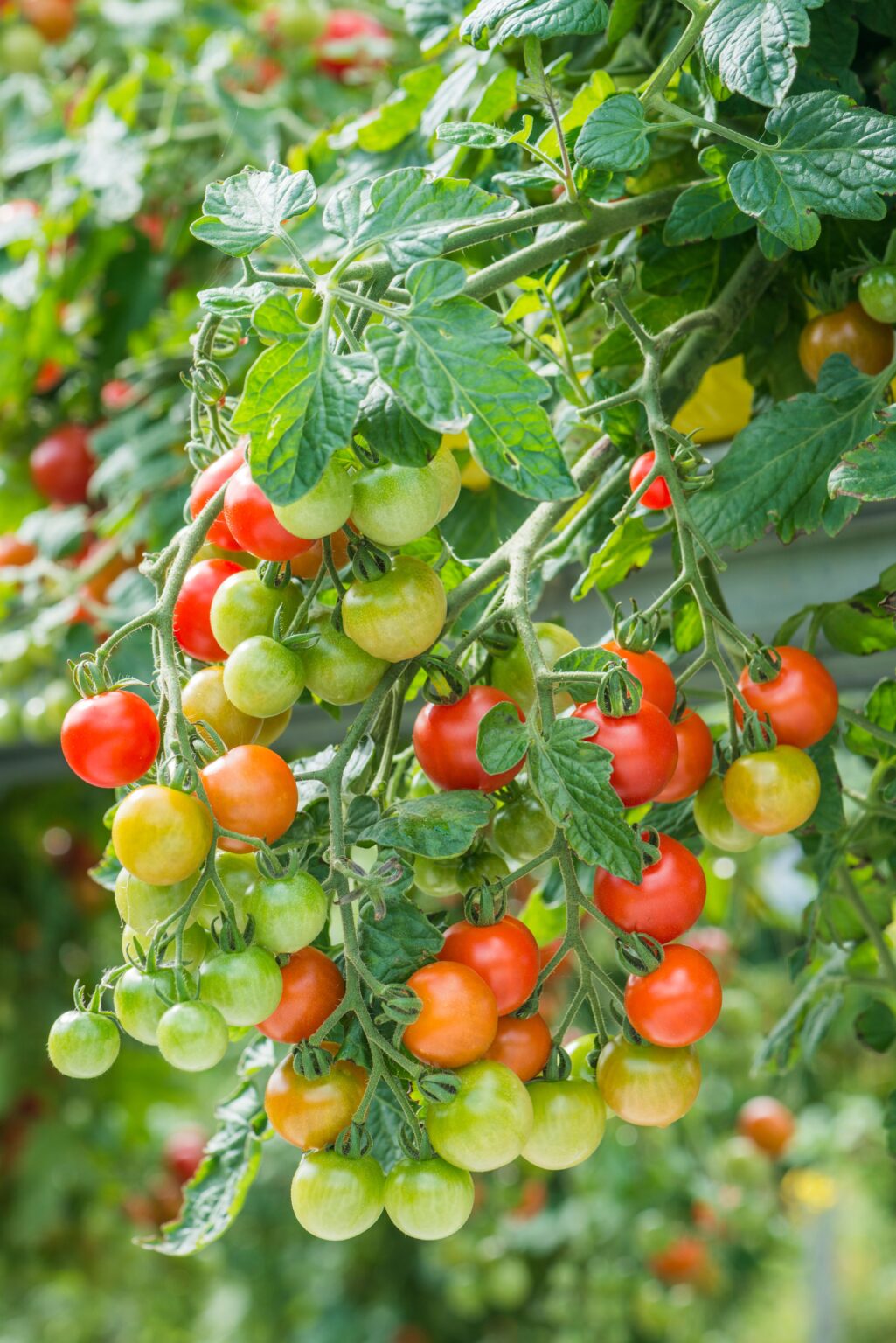 Tomato Cherry Lizzano F1 | Tomato | Premier Seeds Direct ltd