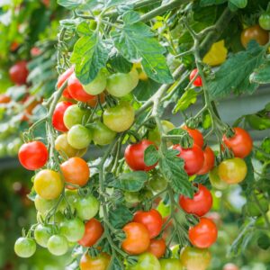 Tomato Cherry Lizzano F1 | Tomato | Premier Seeds Direct ltd