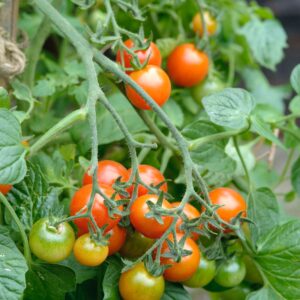 Tomato Cherry Losetto F1 | Tomato | Premier Seeds Direct ltd