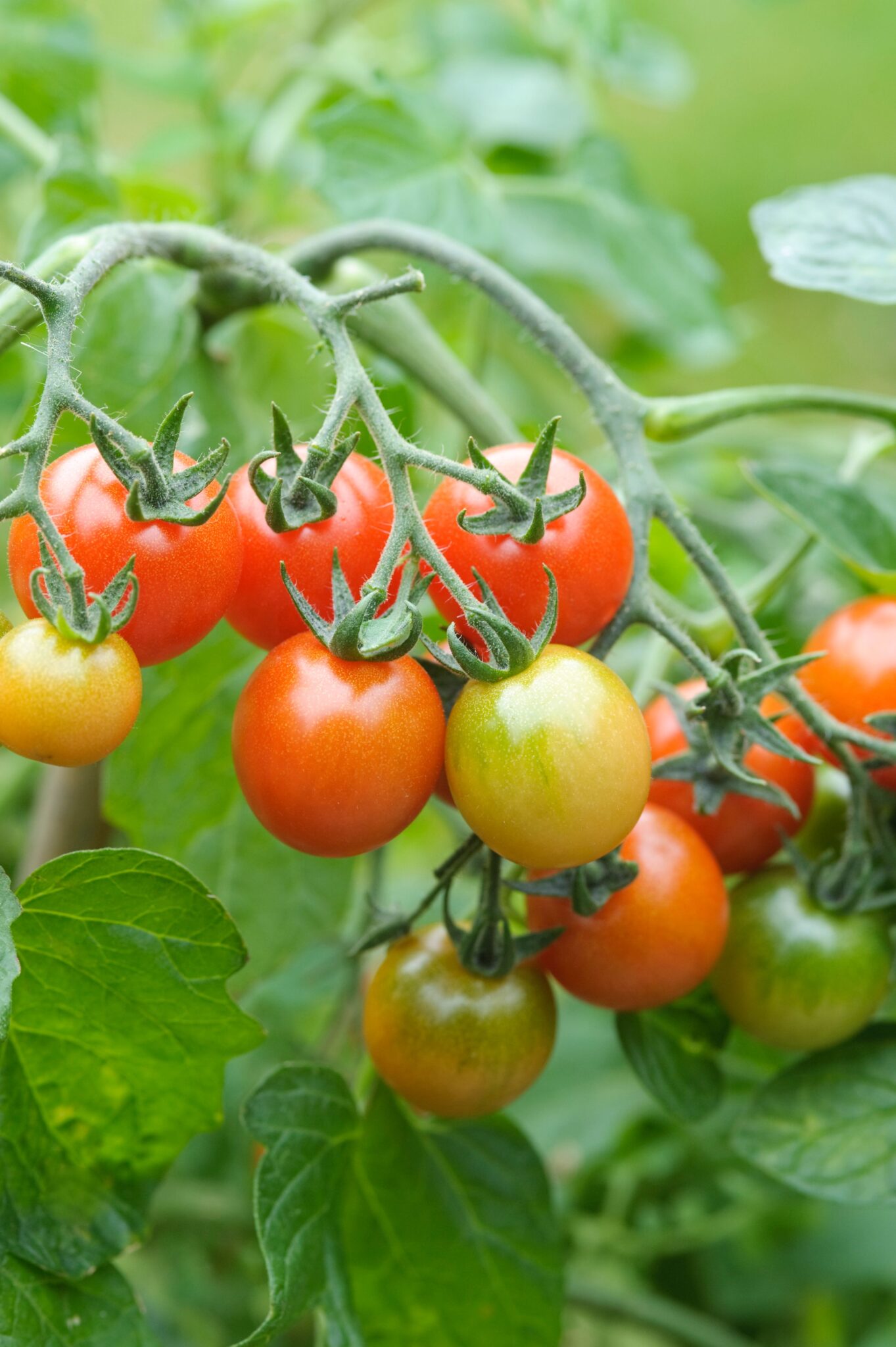 Tomato Cherry Losetto F1 | Tomato | Premier Seeds Direct ltd