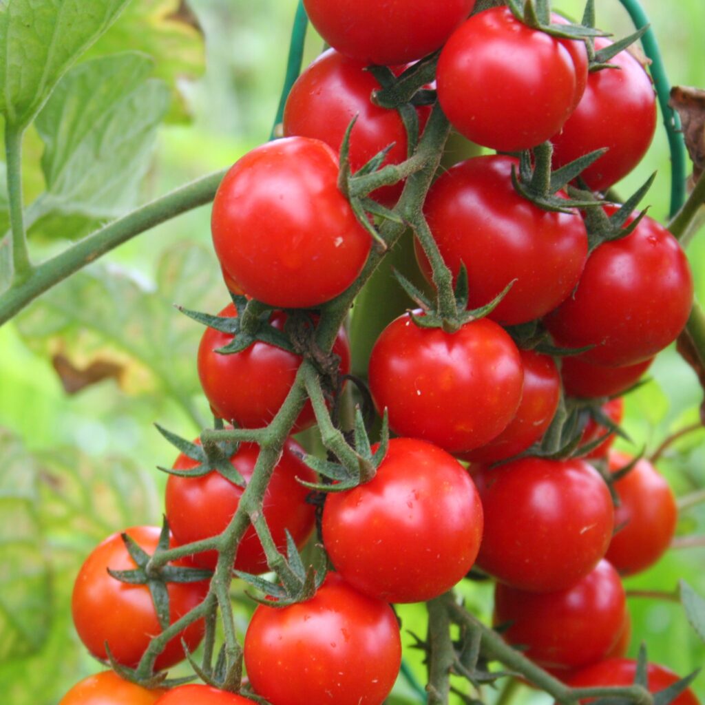 Tomato Cherry Sweet Aperitif | Tomato | Premier Seeds Direct ltd