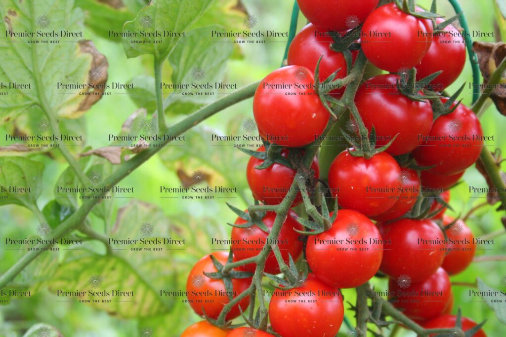 Tomato Cherry Sweet Aperitif | Tomato | Premier Seeds Direct ltd