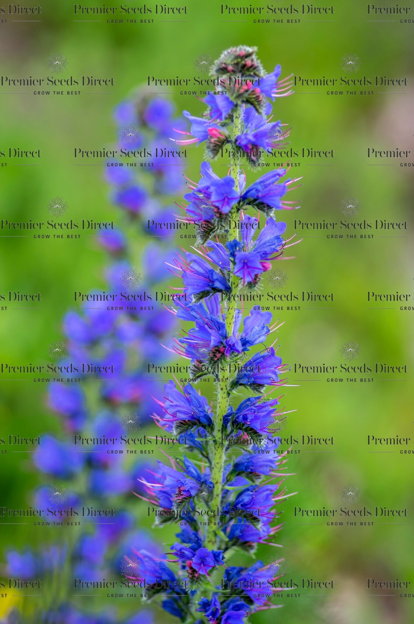 Viper's Bugloss | Viper's | PREMIER SEEDS DIRECT LTD