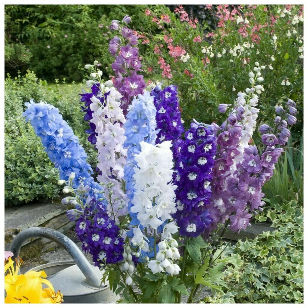 Perennial Delphinium Crown Pacific Mix | Delphinium | Premier Seeds Direct Ltd