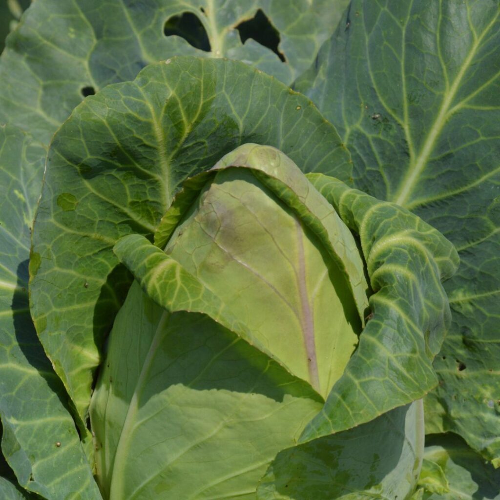 Cabbage Durham Early Spring Greens | Vegetables | Cabbage