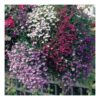 Lobelia Cascade mix | Lobelia | Premier Seeds Direct ltd
