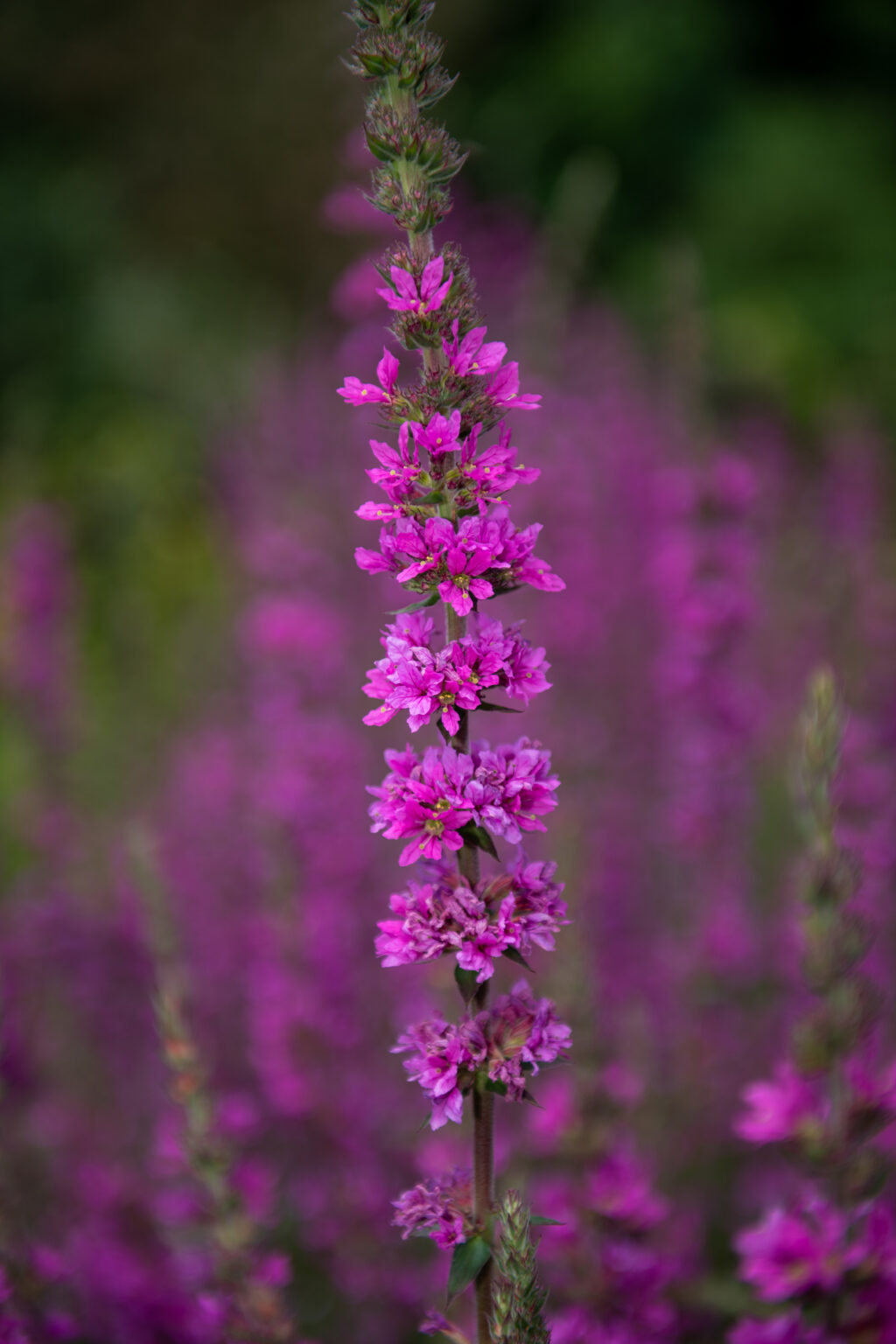 LYTHRUM PURPLE LOOSESTRIFE | Flower | Premier Seeds Direct Ltd