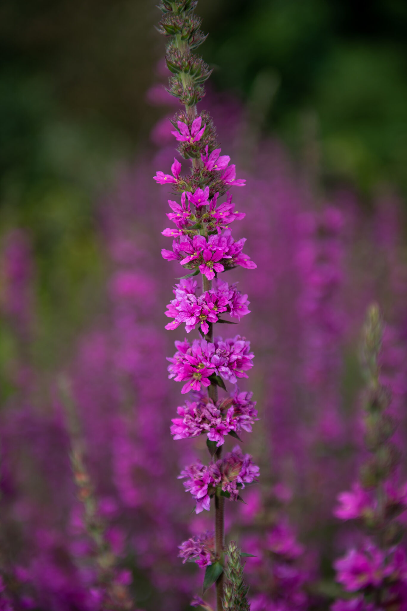 LYTHRUM PURPLE LOOSESTRIFE | Flower | Premier Seeds Direct Ltd