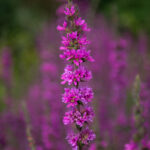 LYTHRUM PURPLE LOOSESTRIFE | Flower | Premier Seeds Direct Ltd
