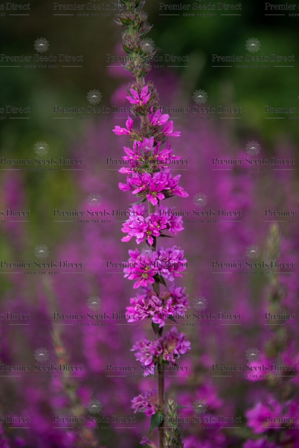 LYTHRUM PURPLE LOOSESTRIFE | Flower | Premier Seeds Direct Ltd