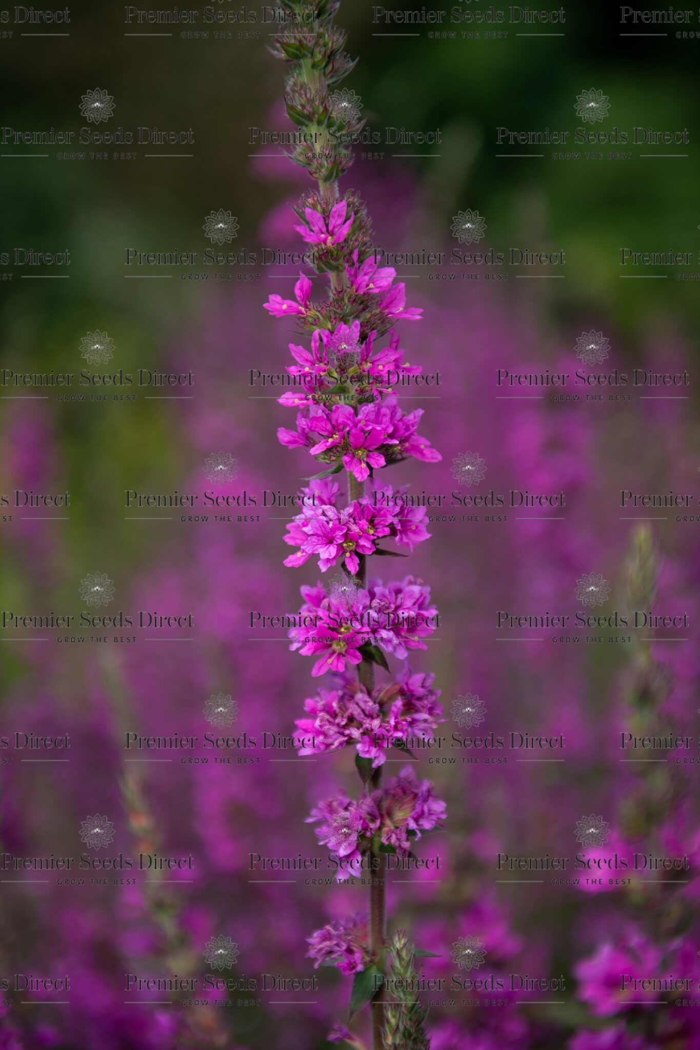 LYTHRUM PURPLE LOOSESTRIFE | Flower | Premier Seeds Direct Ltd