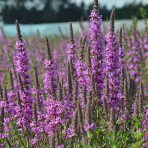 LYTHRUM PURPLE LOOSESTRIFE | Flower | Premier Seeds Direct Ltd