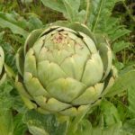 See our full vegetable range - Premier Seeds Direct