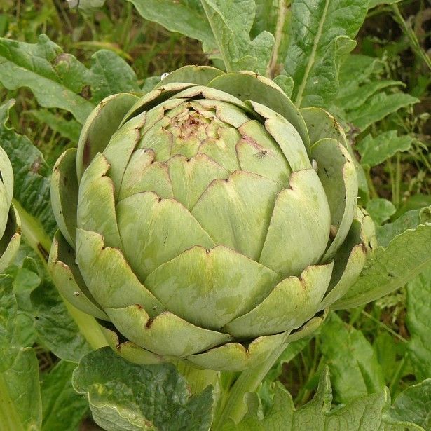 Browse Our Full Vegetable Range - Premier Seeds Direct