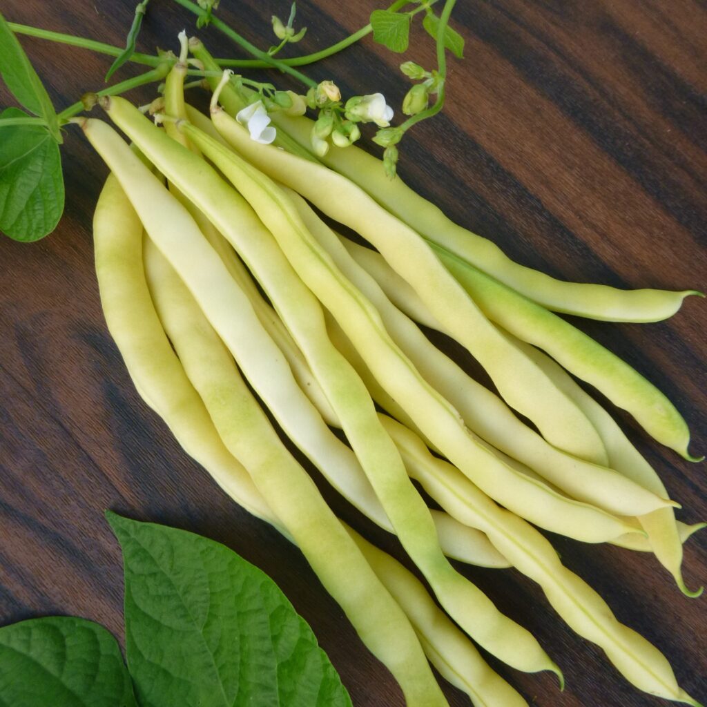 VEGETABLE CLIMBING GOLDEN YELLOW BEAN NECKARGOLD | Bean | Premier Seeds ...