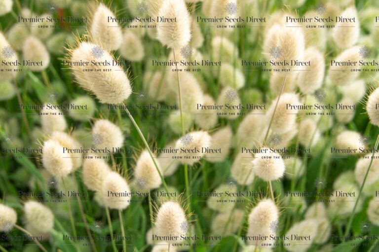 ORNAMENTAL GRASS LAGURUS OVATUS BUNNY TAILS | ORNAMENTAL GRASS ...