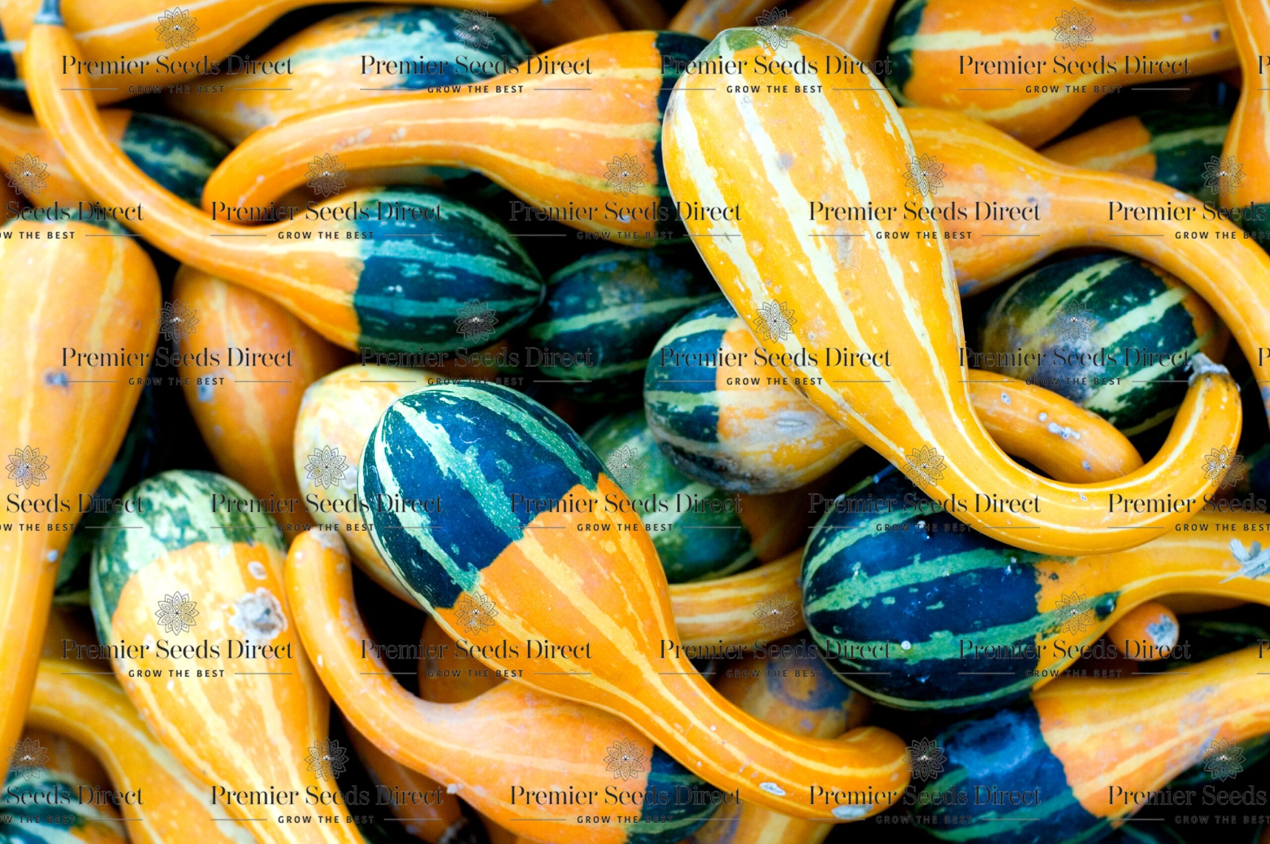 GOURD SMALL SPOON | GOURD | Premier Seeds Direct ltd