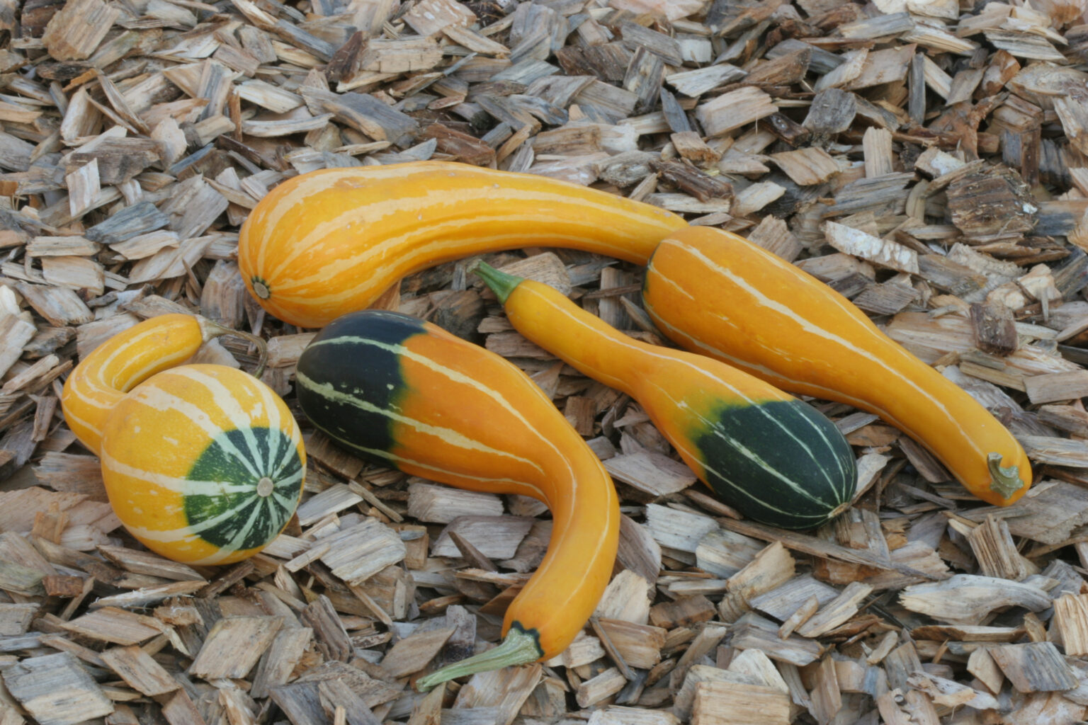 GOURD SMALL SPOON | GOURD | Premier Seeds Direct ltd