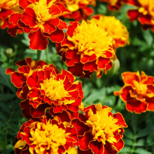 MARIGOLD DWARF TAGETES BOY SPRY | MARIGOLD | Premier Seeds Direct ltd