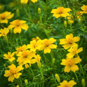 Marigold Seeds - Tagetes - Flower Seeds