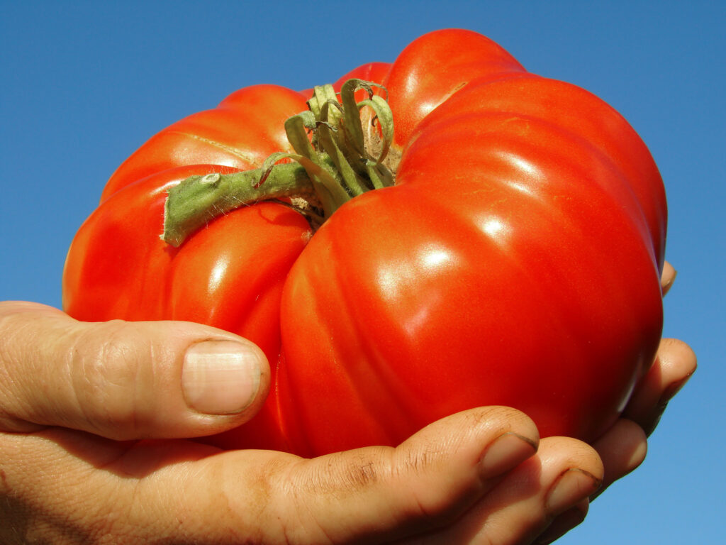 Tomato Giant Tree | Tomato | Premier Seeds Direct ltd