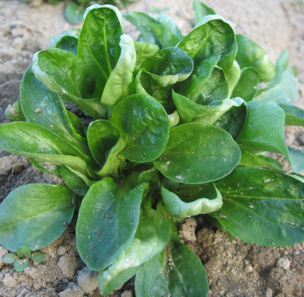 Herb Corn Salad Lambs Lettuce Mache | Herbs