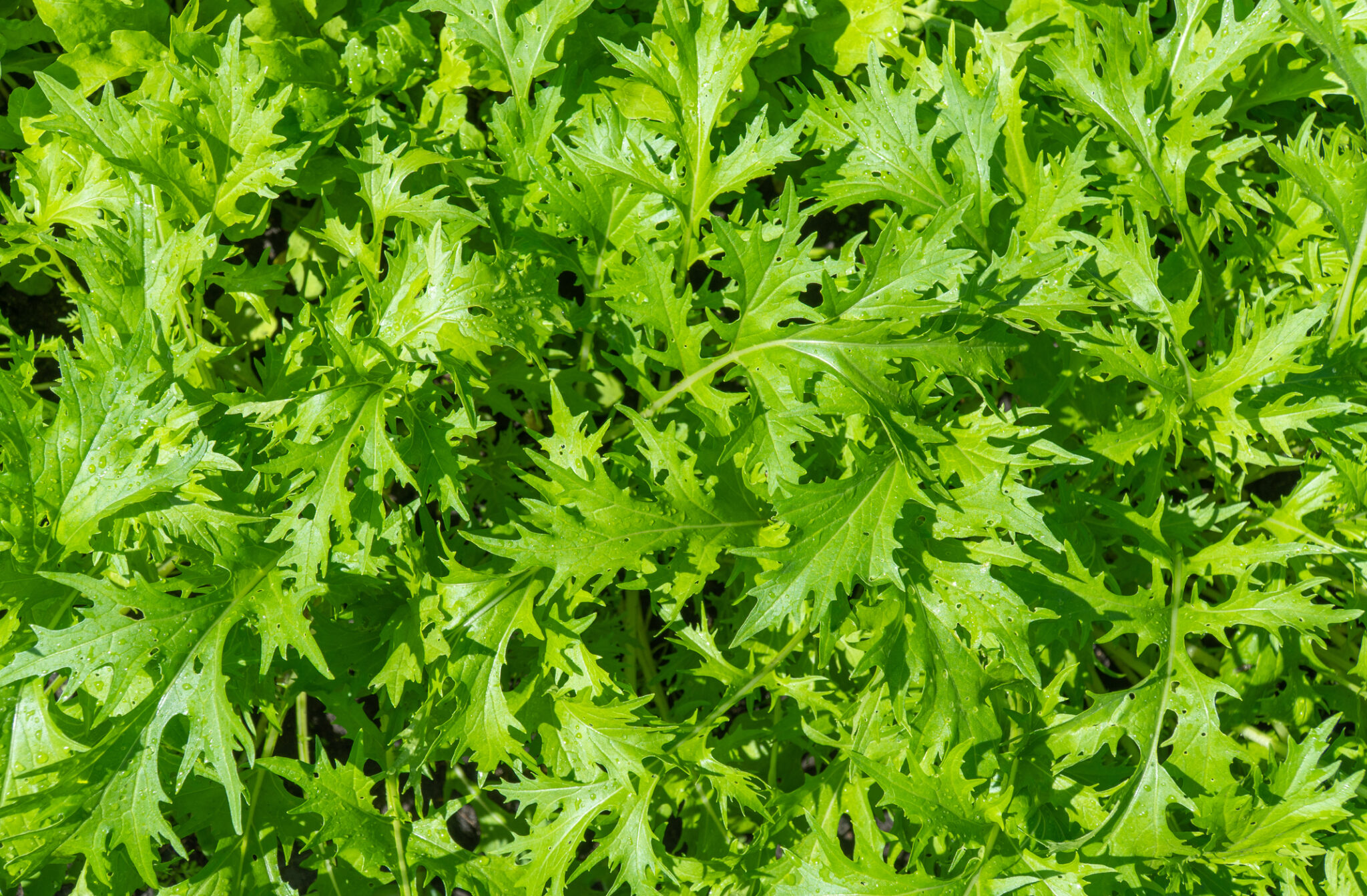 VEGETABLE MUSTARD WASABINA | Mustard