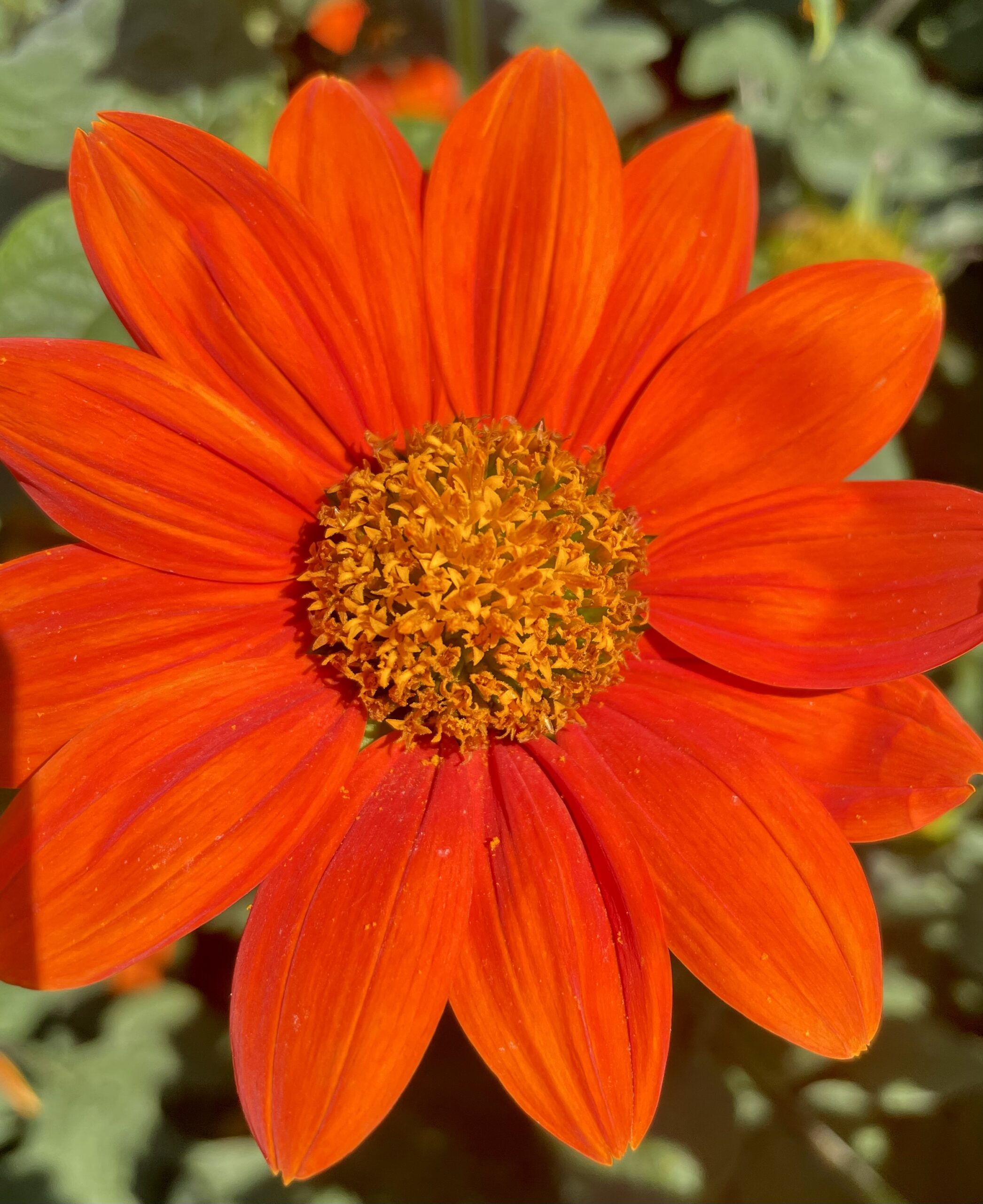 FLOWER TITHONIA TORCH - MEXICAN SUNFLOWER | Sunflower | Premier Seeds ...