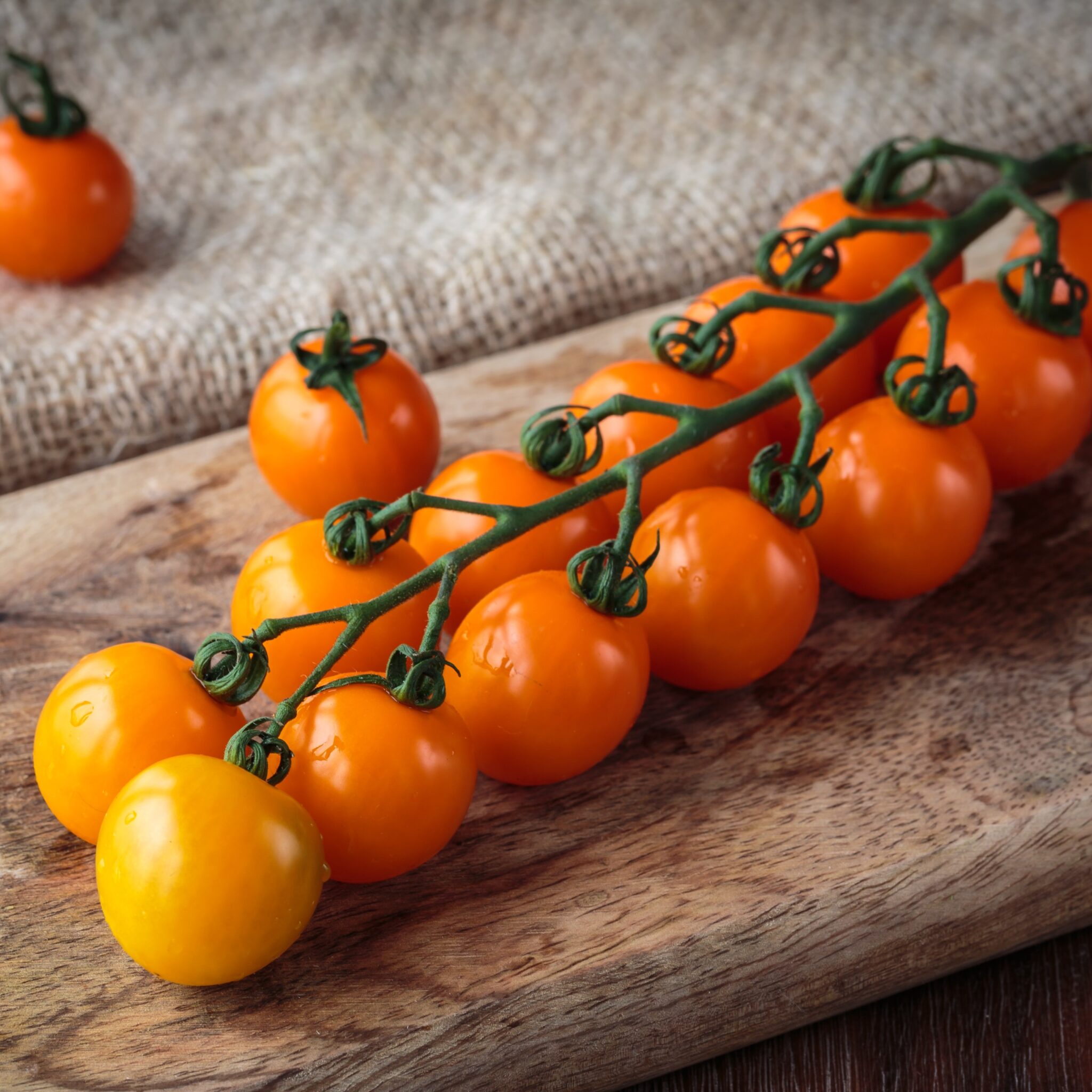 Vegetable Tomato Sungold | Tomato | Premier Seeds Direct ltd