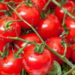 TOMATO MOUNTAIN MAGIC F1 | Tomato | Premier Seeds Direct ltd