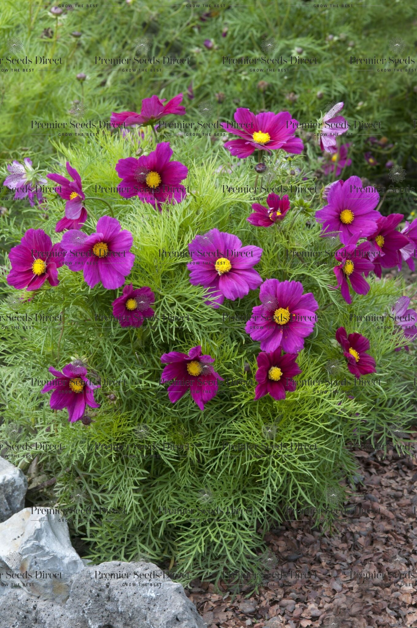 COSMOS GAZEBO RED | Cosmos | Premier Seeds Direct Ltd