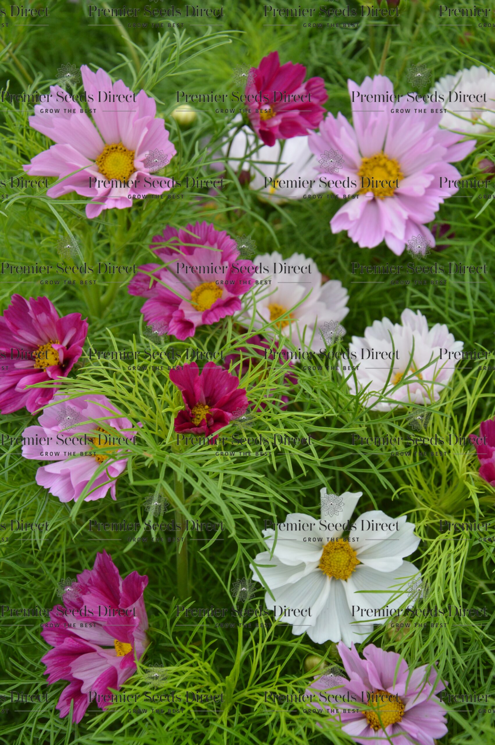 FLOWER COSMOS BIPINNATUS SEASHELLS organic | Organic Flowers | Premier ...
