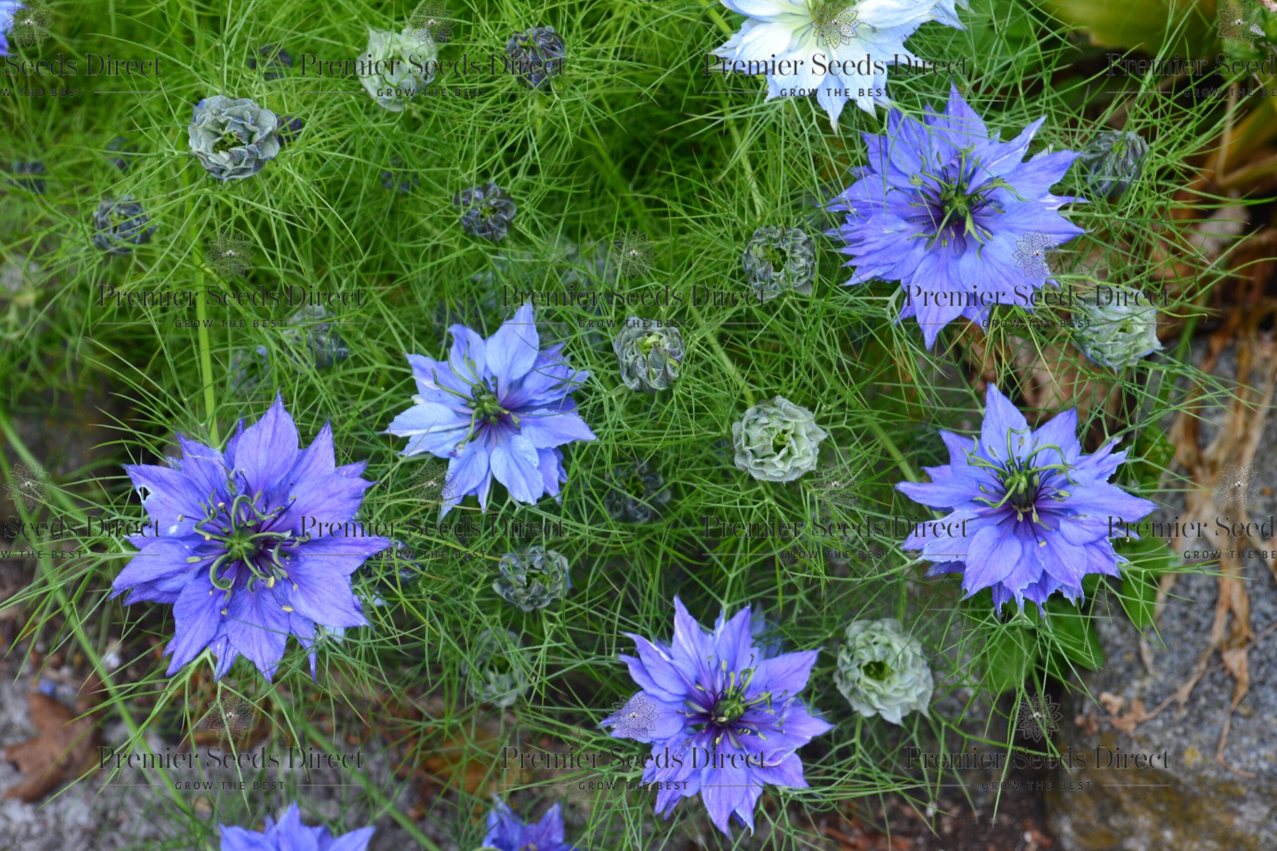 FLOWER NIGELLA LOVE IN A MIST MISS JEKYLL ORGANIC | Organic Flowers ...