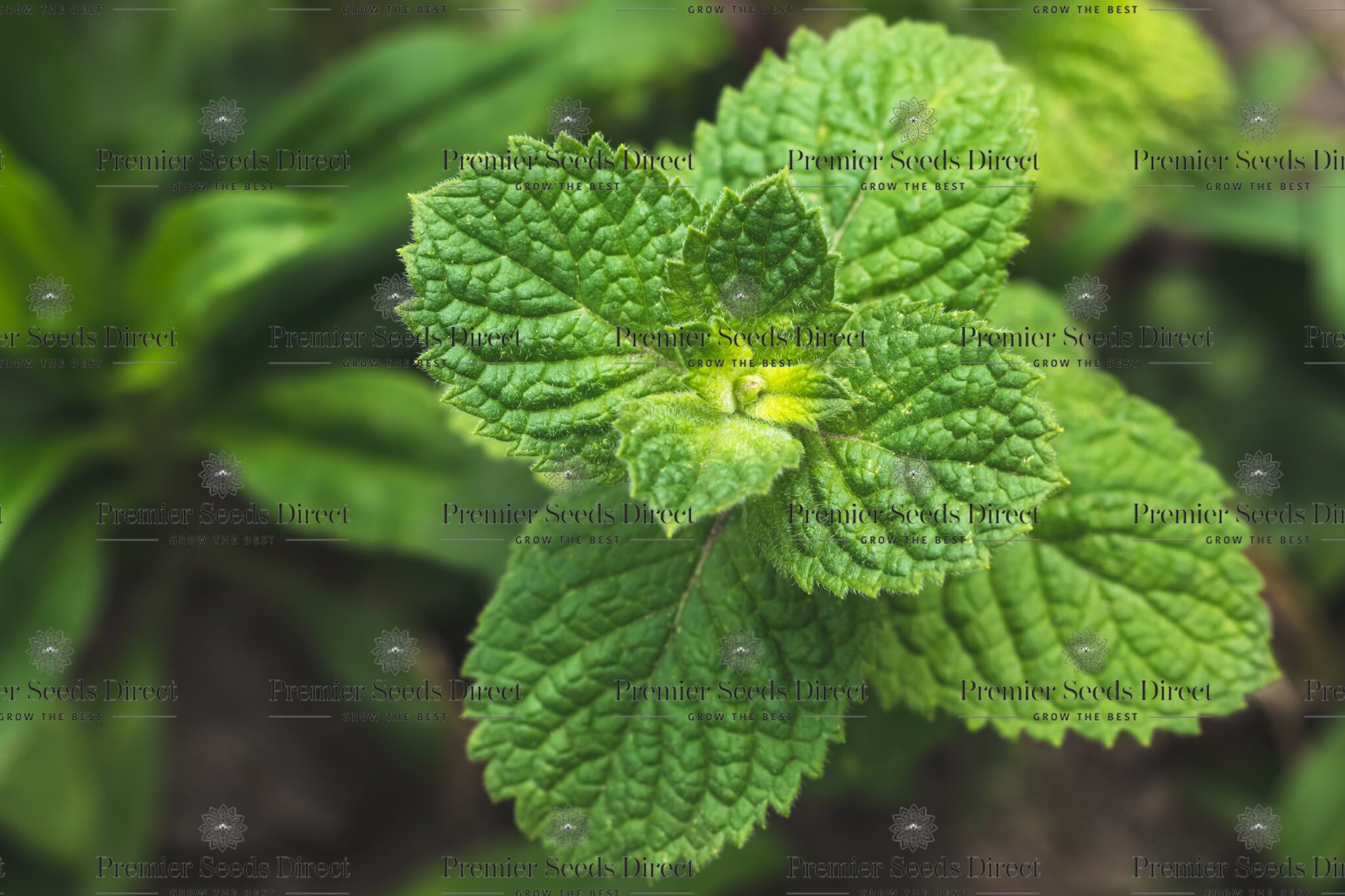 HERB MINT ROUND LEAVED MENTHA ROTUNDIFOLIA | Herb | Mint | Premier ...