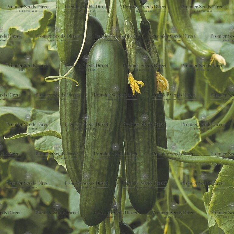 Cucumber Seeds - Premier Seeds Direct
