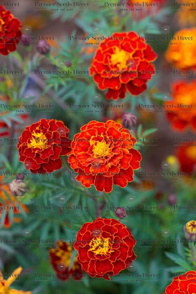 MARIGOLD FRENCH -DOUBLE BROCADE RED / Flowers/ Margold ...