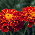 Marigold Seeds - Tagetes - Flower Seeds
