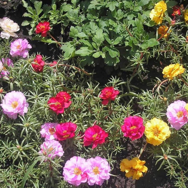 PORTULACA GRANDIFLORA DOUBLE MIX / Portulaca / PremierSeedsDirect