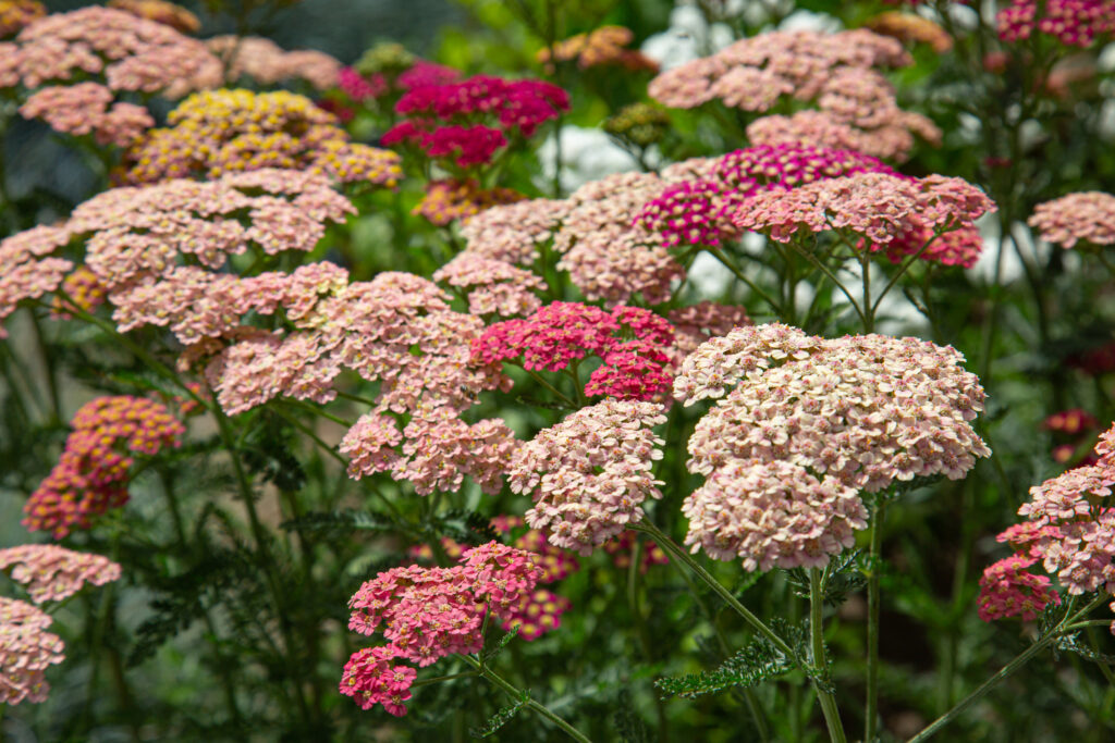 ACHILLEA MILLEFOLIUM - PASTEL MIXED/ Achillea. / PremierSeedsDirect