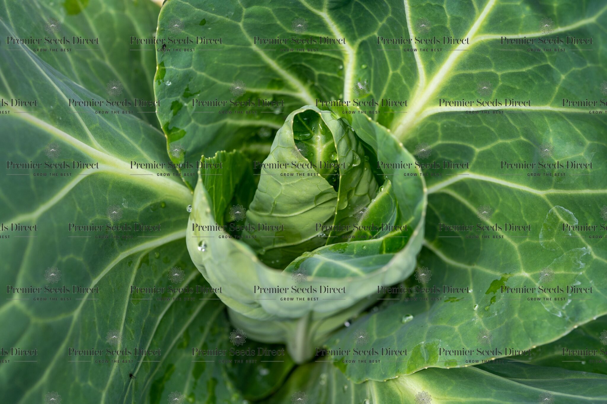 Cabbage - Greyhound / Cabbage / PremierSeedsDirectltd