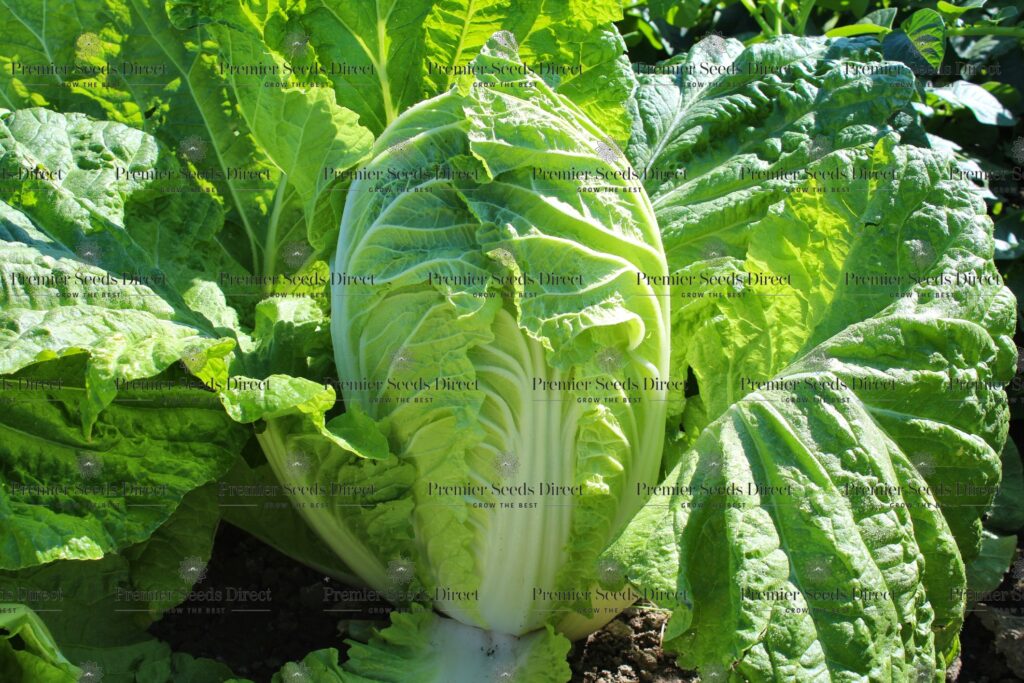 Chinese Cabbage Wong Bok/ Cabbage / PremierSeedsDirect Ltd