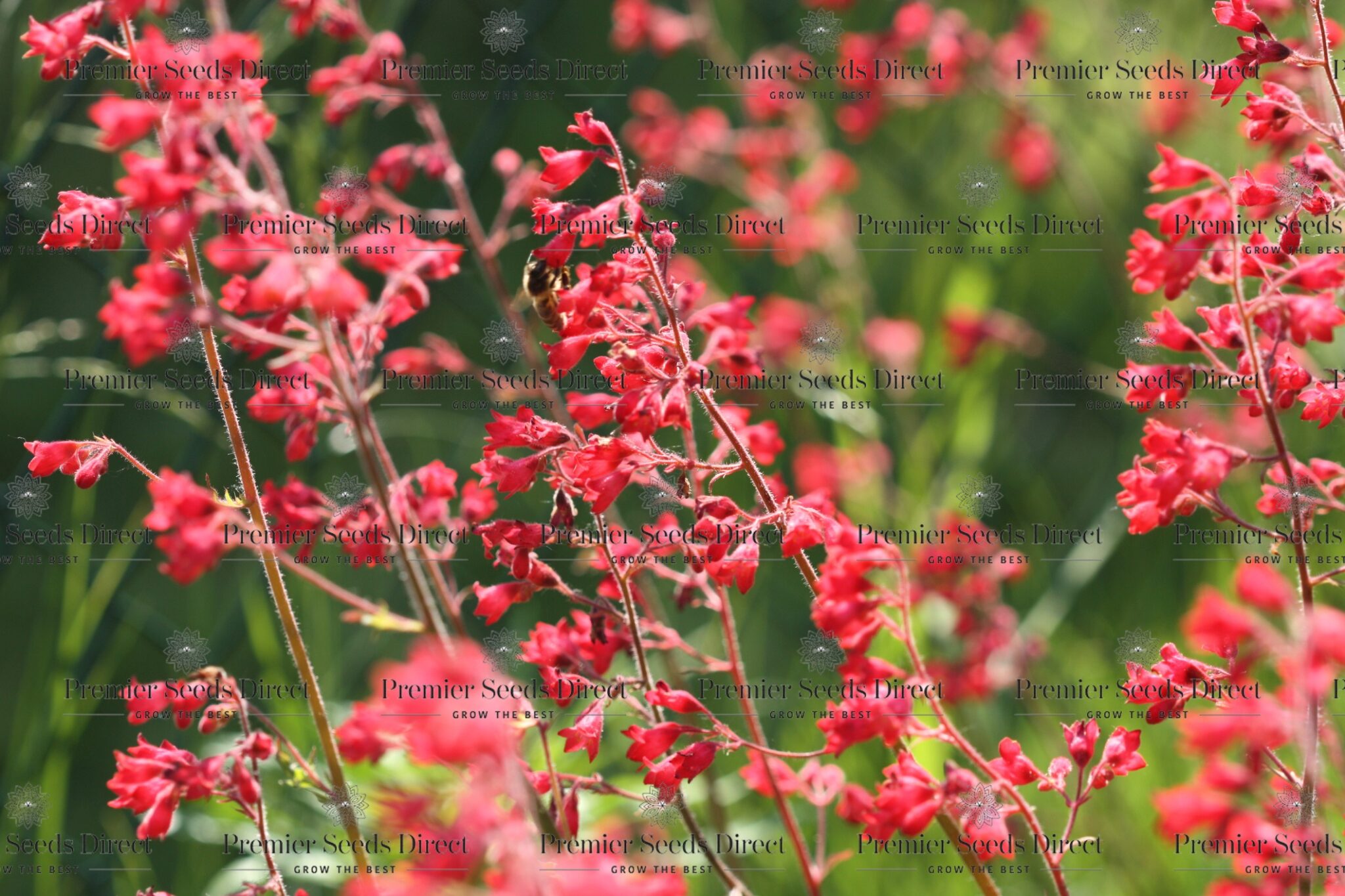 HEUCHERA SANGUINEA - CORAL BELLS FIREFLY / HEUCHERA / PremierSeedsDirect