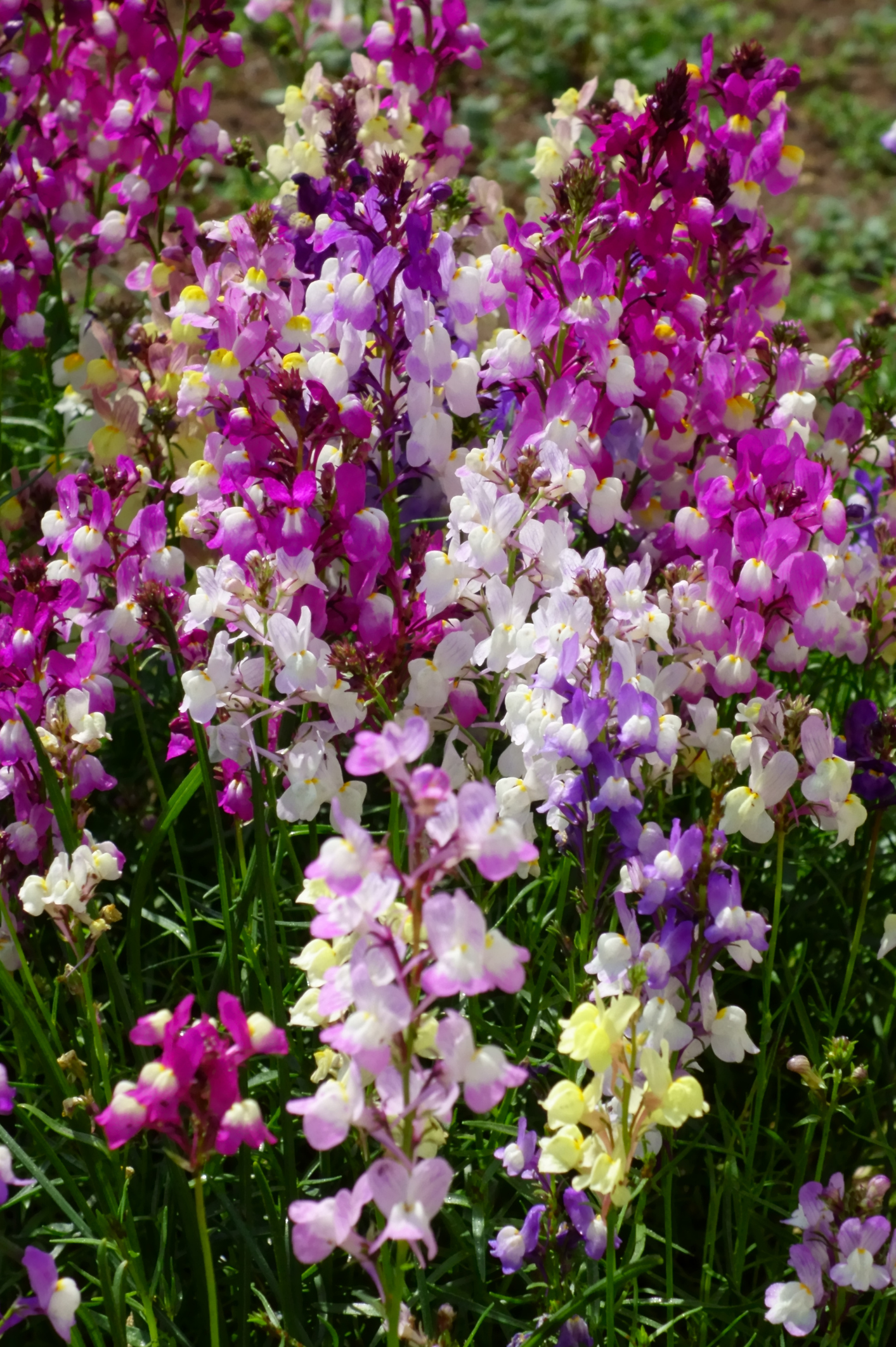 TOADFLAX - FAIRY BOUQUET- LINARIA / Linaria / PremierSeedsDirect