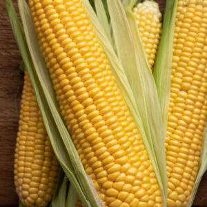 Sweetcorn Seeds - Premier Seeds Direct