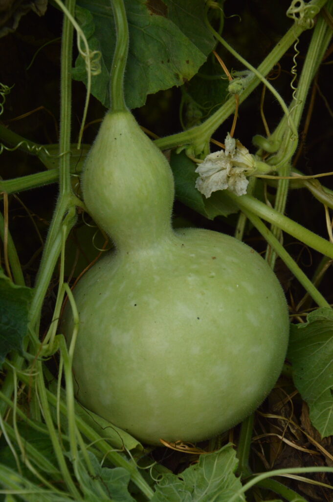Gourd Large Bottle- PremierSeedsDirect