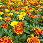 Marigold Seeds - Tagetes - Flower Seeds