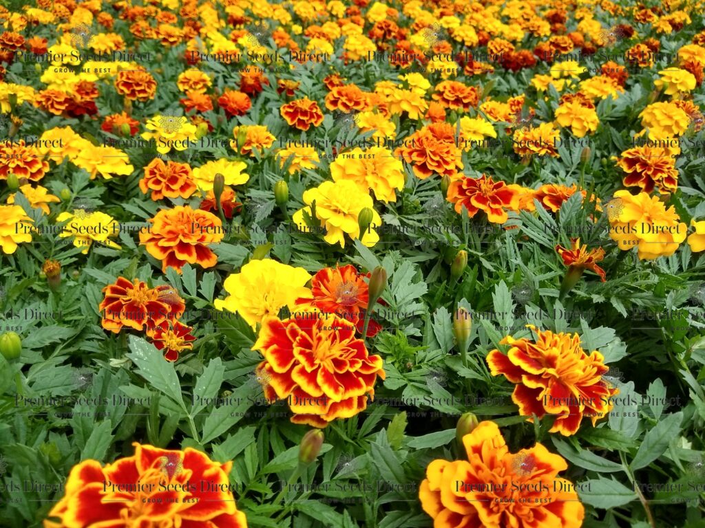 Marigold French Double Brocade Mix - Premier Seeds Direct