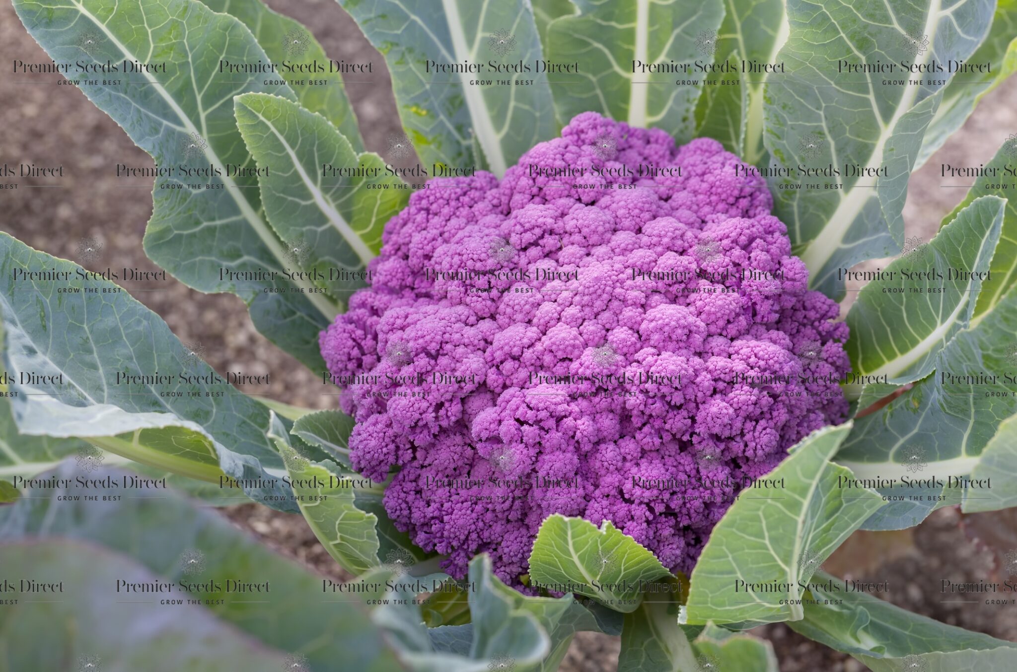 Italian Cauliflower Di Sicilia Violetto | Cauliflower | Premier Seeds ...