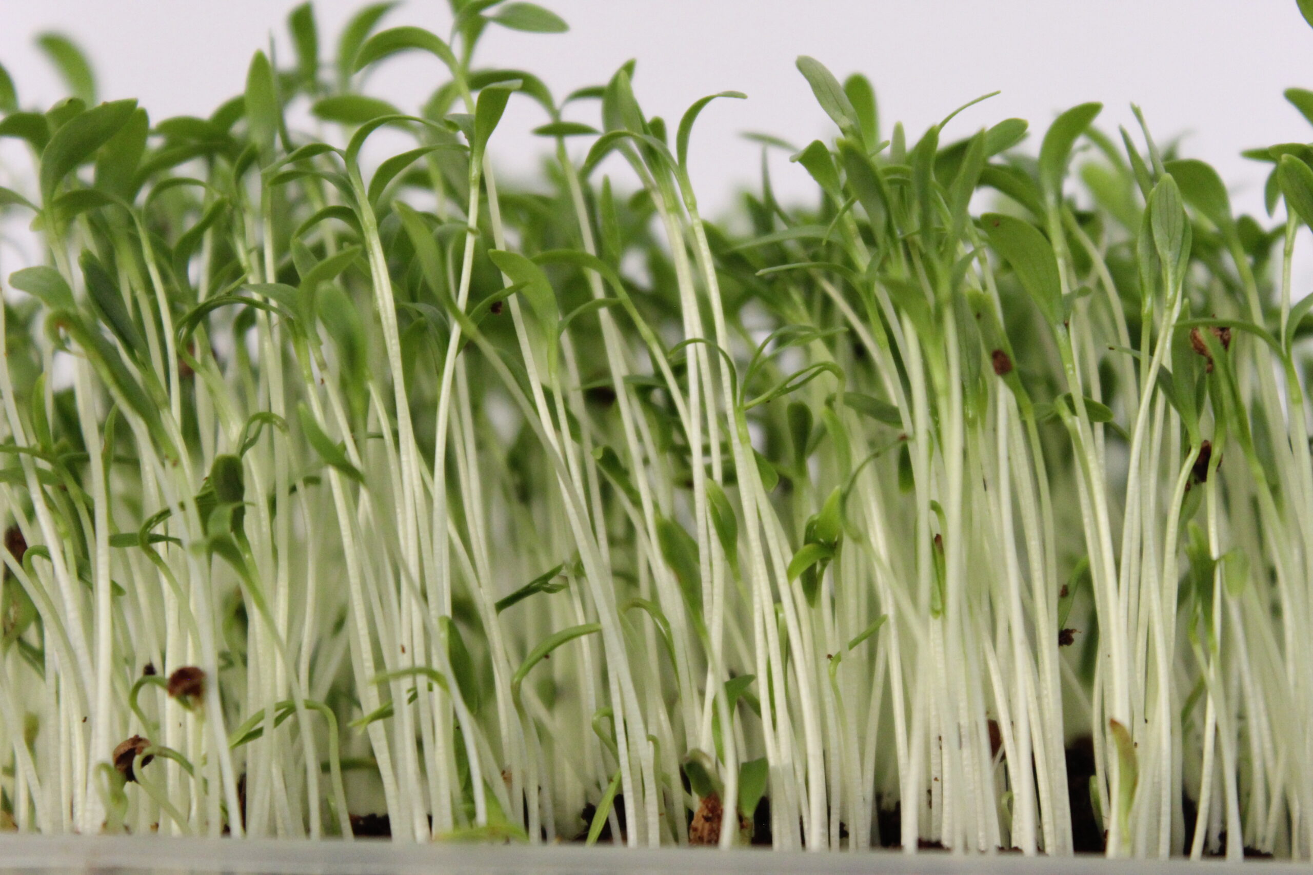 Microgreen Seeds - Coriander Organic Split Seeds - Premier Seeds Direct